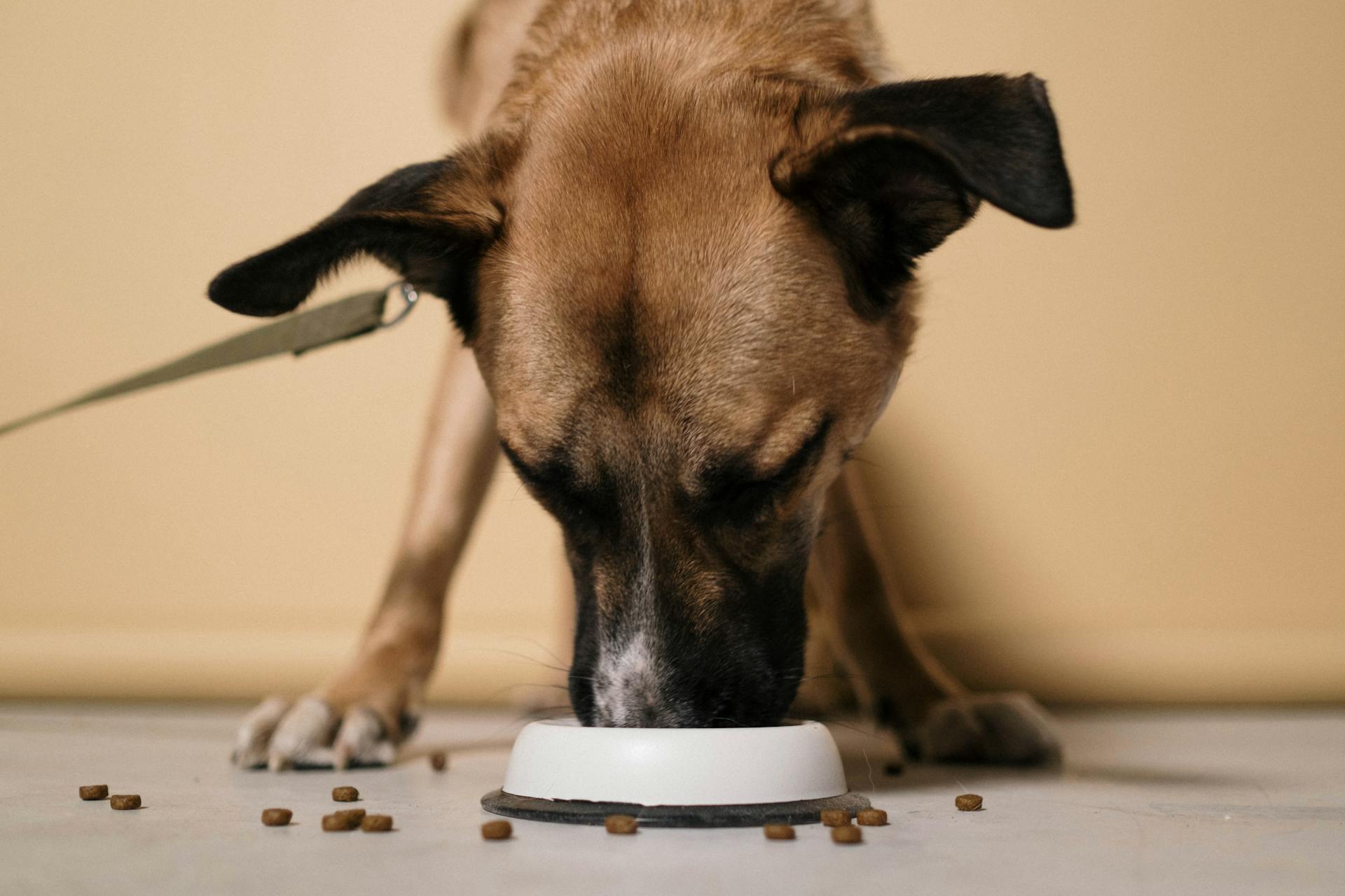 What are Healthy Fats for Dogs? | Stryde